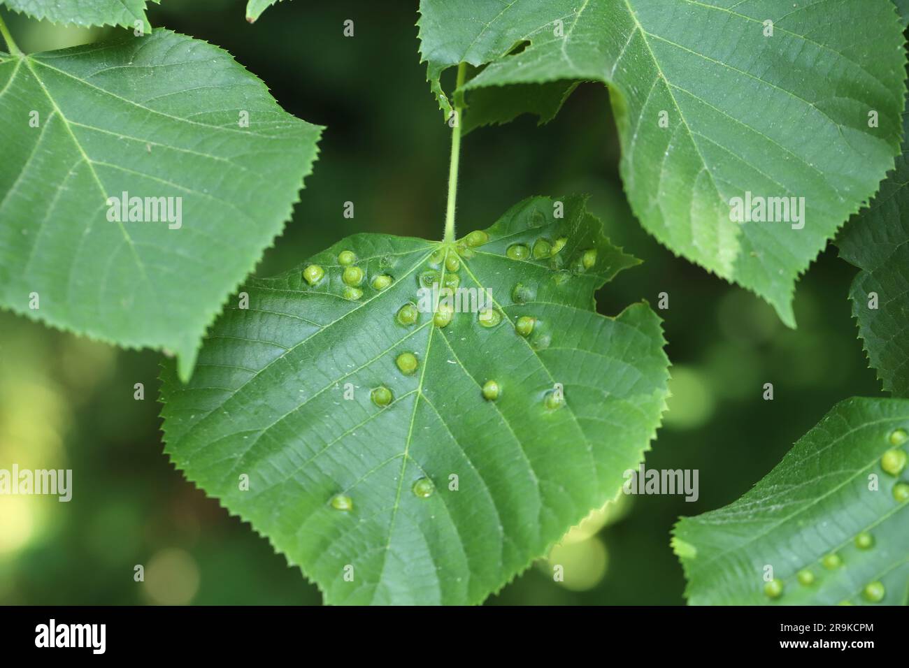 Parasitic parasite grows on hi-res stock photography and images - Alamy