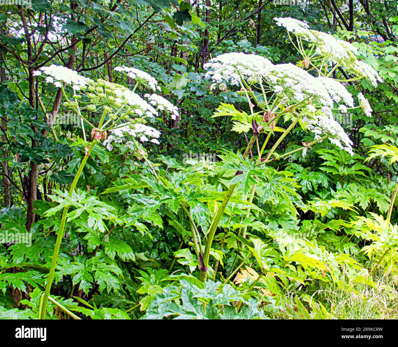 Sturdy stalk hi-res stock photography and images - Alamy