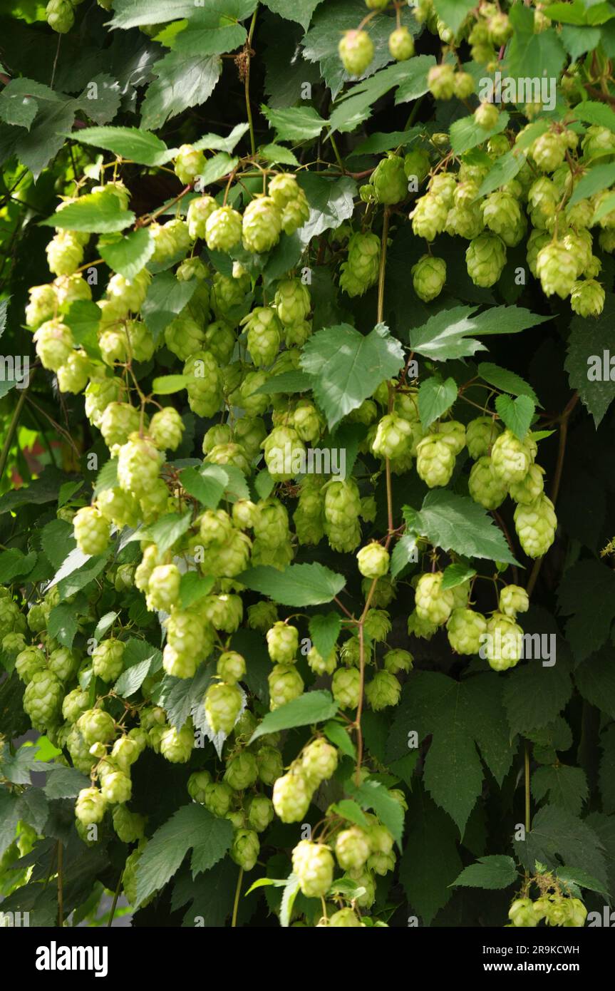 Hop cones grow on the stem of the plant Stock Photo - Alamy