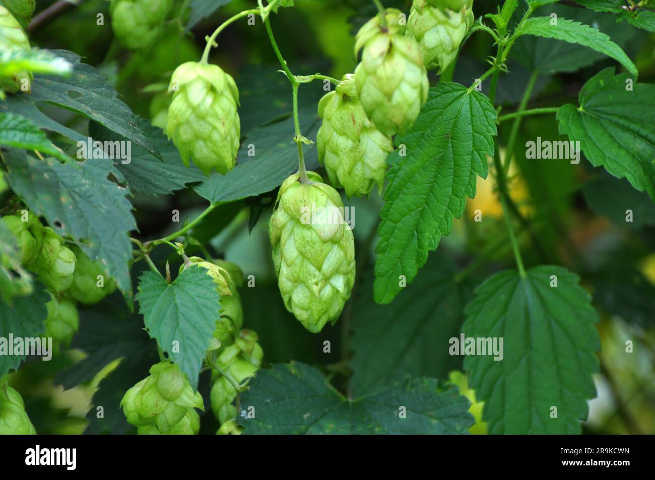 Hop growth hi-res stock photography and images - Alamy