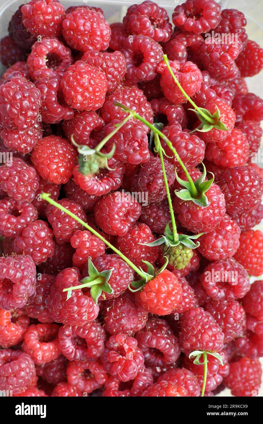 Fruit background from harvested and ripe raspberries Stock Photo - Alamy