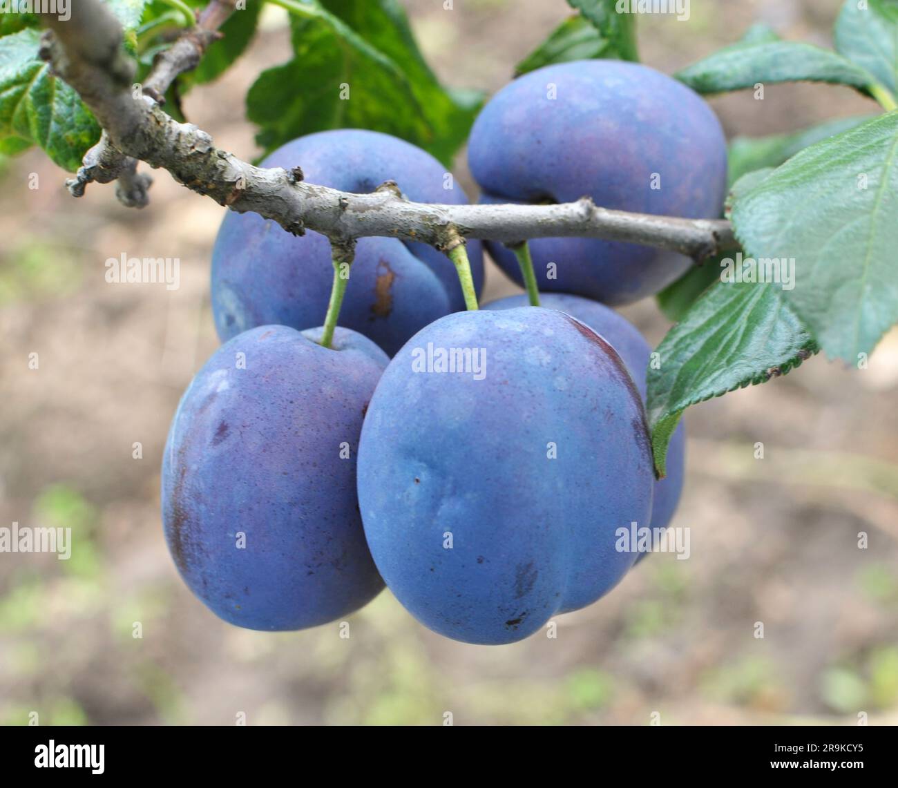 Plums tree in orchard hi-res stock photography and images - Alamy