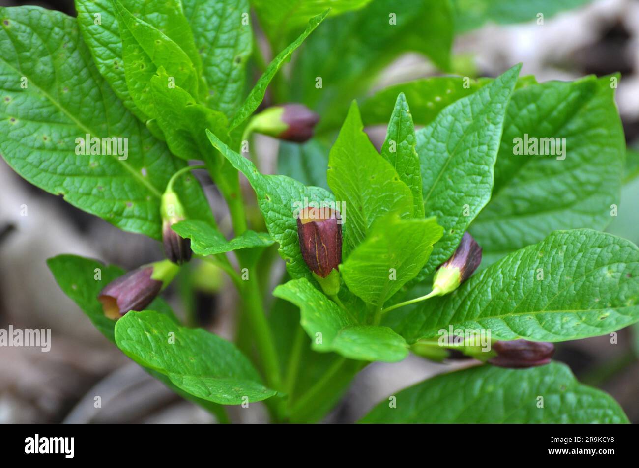 In the spring in the forest in the wild blooms rare plant Scopolia ...