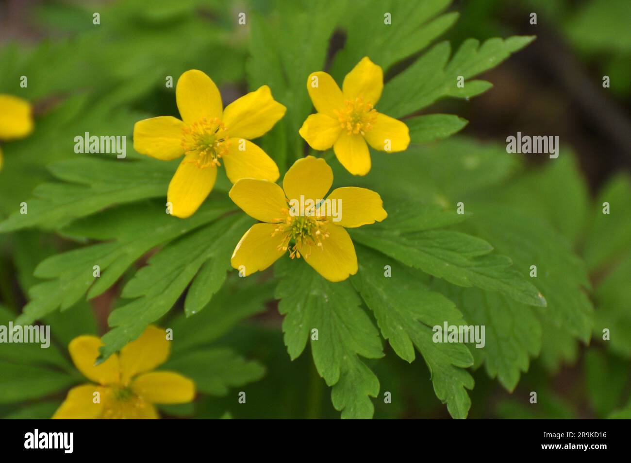 In the spring in the wild forest blooms anemone yellow (Anemone ...