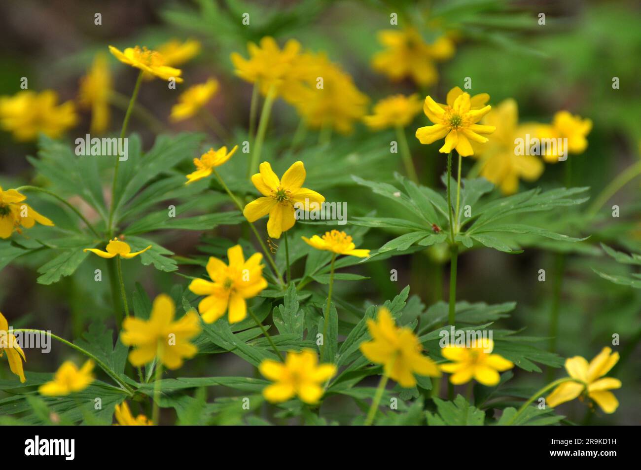 In the spring in the wild forest blooms anemone yellow (Anemone ...