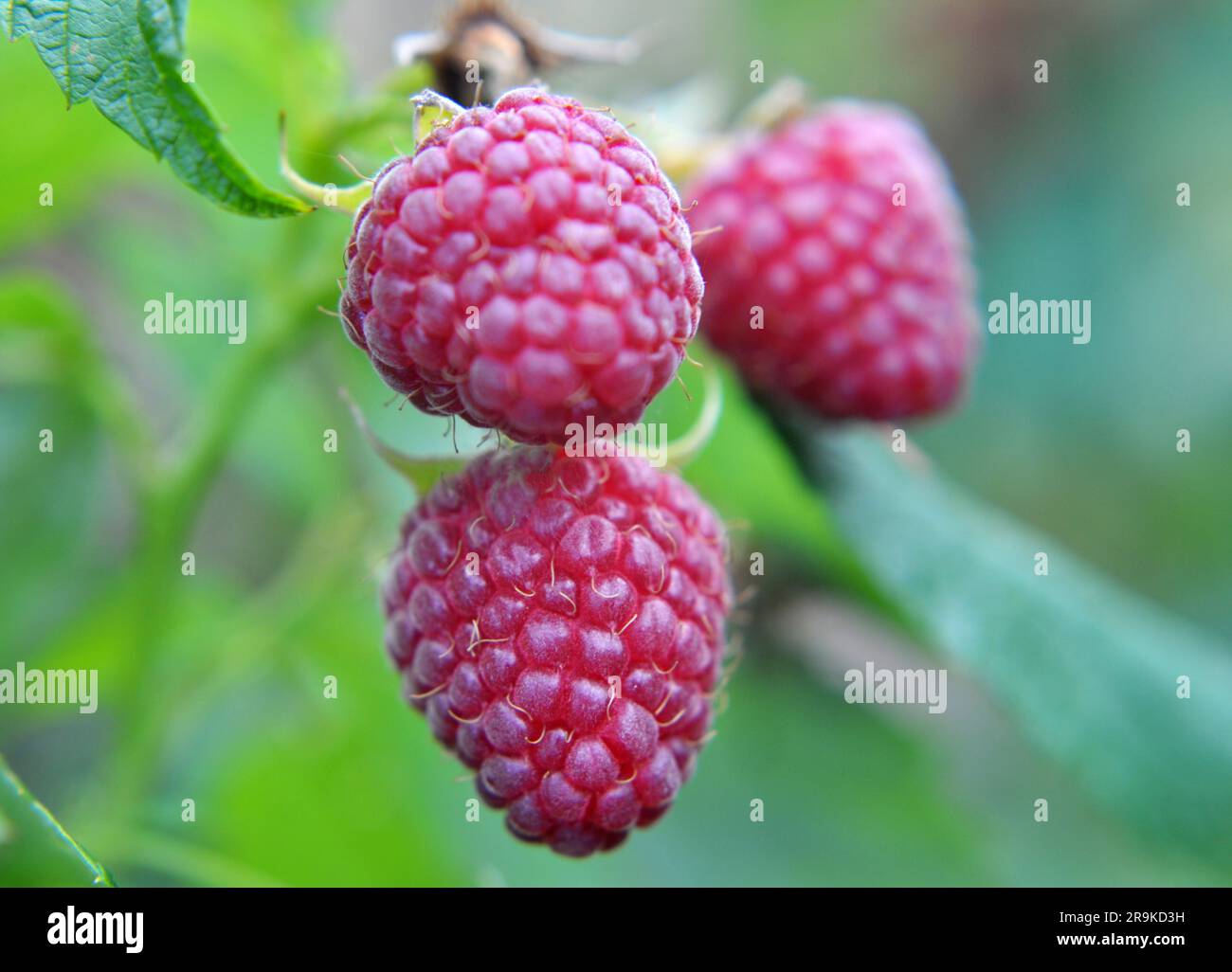Fruits of raspberry and green leaves on a bush branch Stock Photo - Alamy