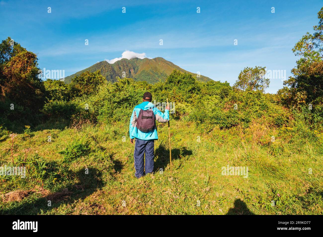 Gorilla rear view hi-res stock photography and images - Alamy