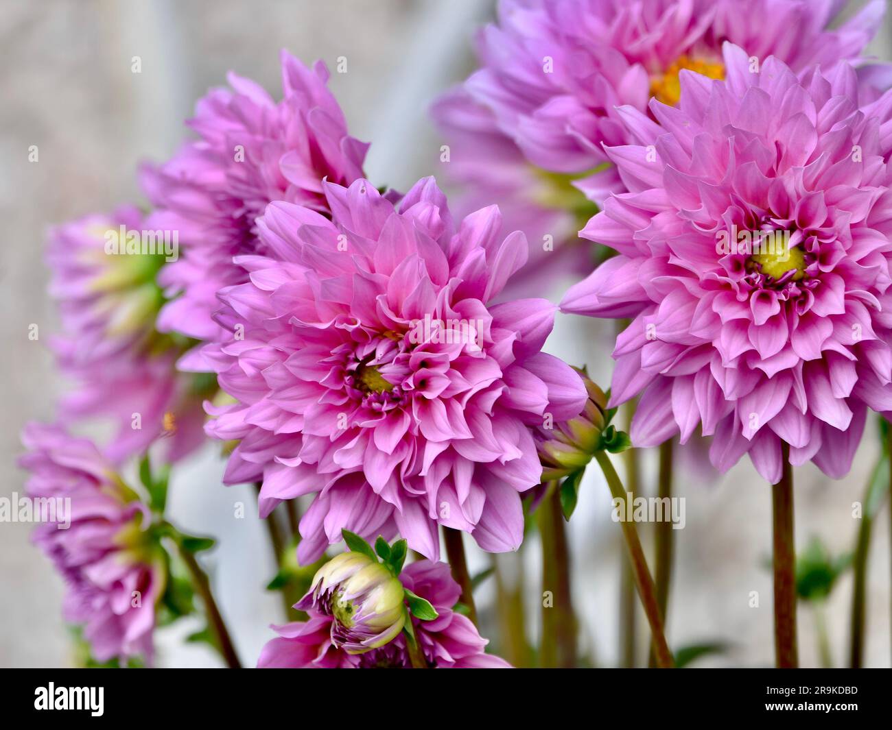 Single flower pic hi-res stock photography and images - Alamy