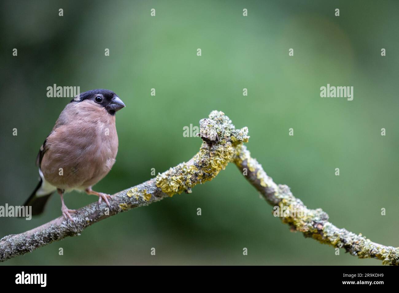 Adult female Eurasian Bullfinch (Pyrrhula pyrrhula) posed on a thin ...