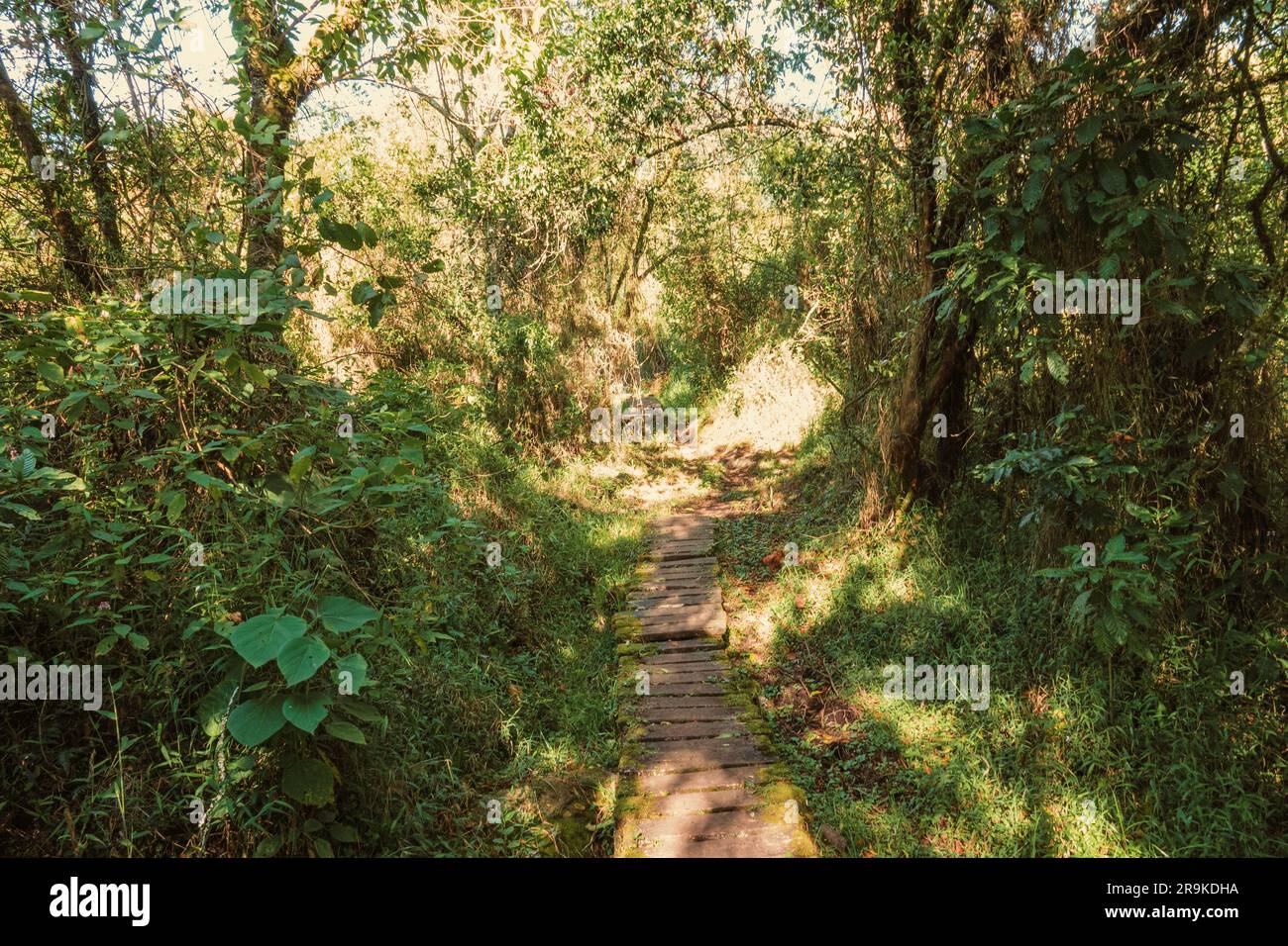 An empty hiking trail in the forest at Mount Sabyinyo in the Virungas ...
