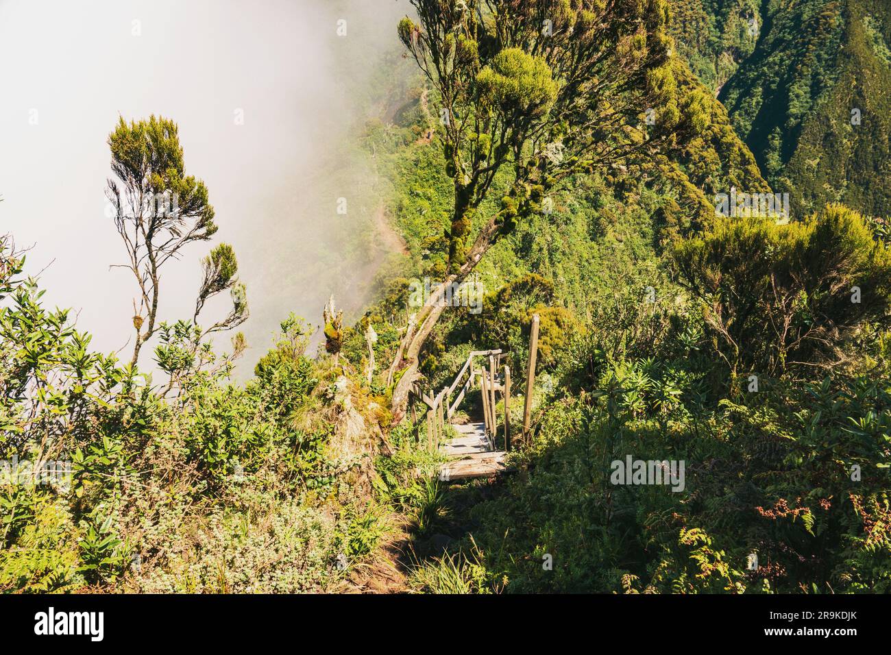 Giant groundsels growing in the wild at Mount Muahbura in Mgahinga ...