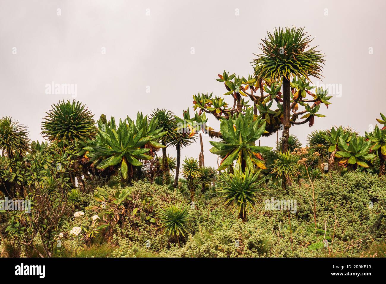 Giant groundsels growing in the wild at Mount Muahbura in Mgahinga ...