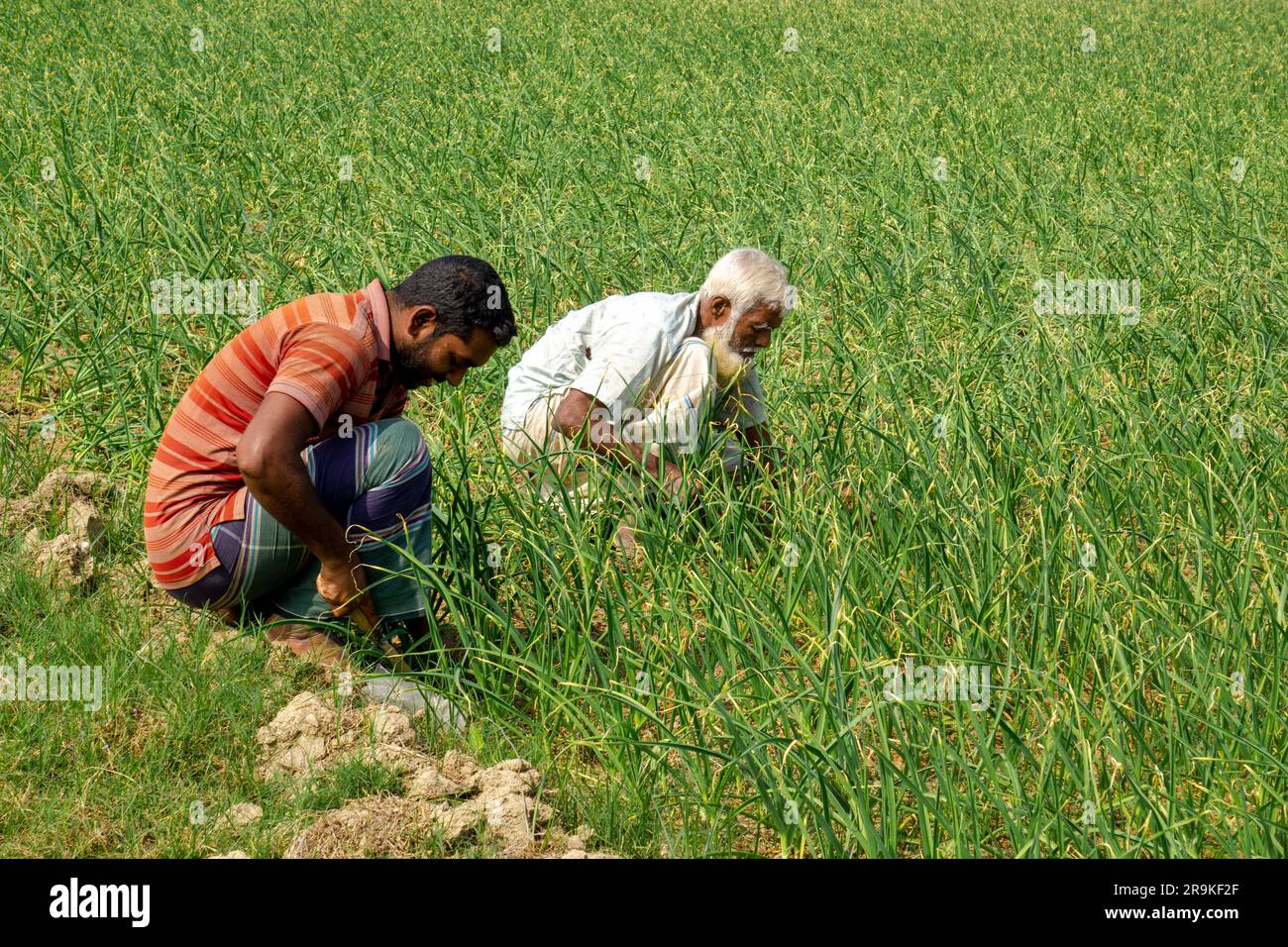 Cartoon farm landscape hi-res stock photography and images - Alamy