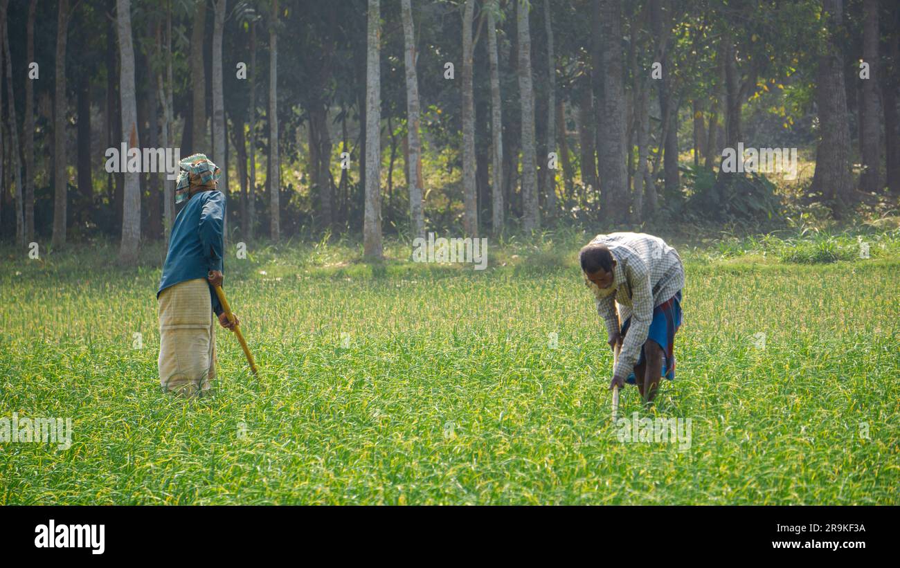Farmers are working in the agricultural fields of Bangladesh ...