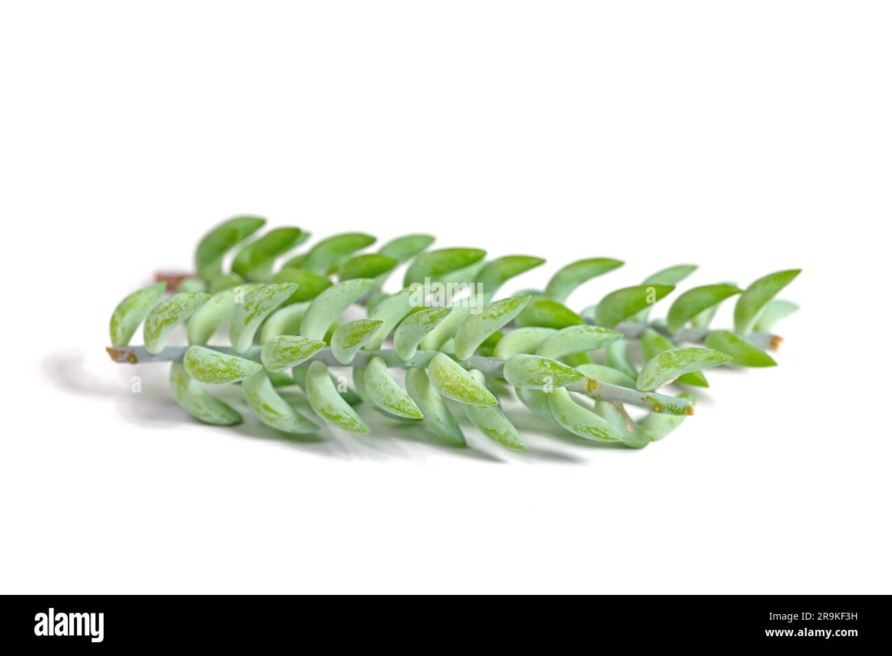 Snake swing Cut Out Stock Images & Pictures - Alamy