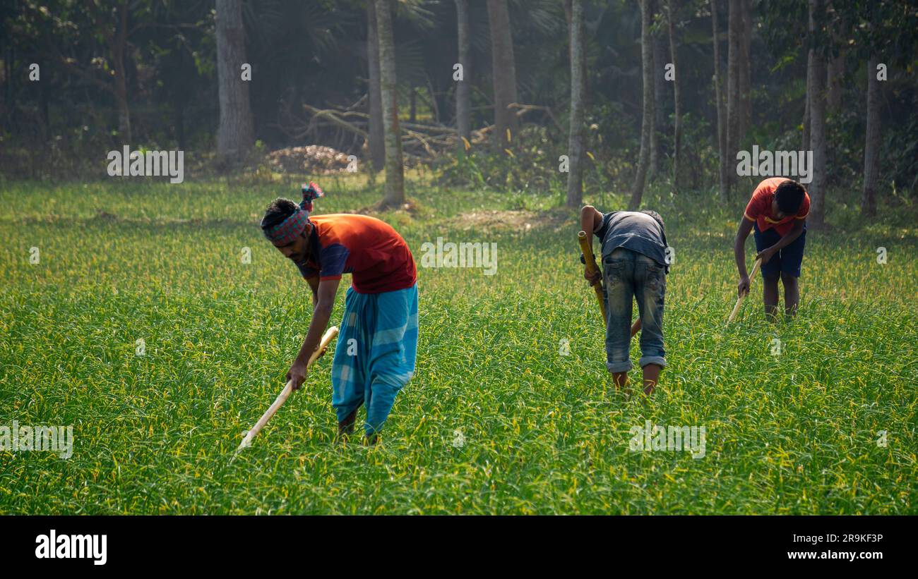 Farmers are working in the agricultural fields of Bangladesh ...
