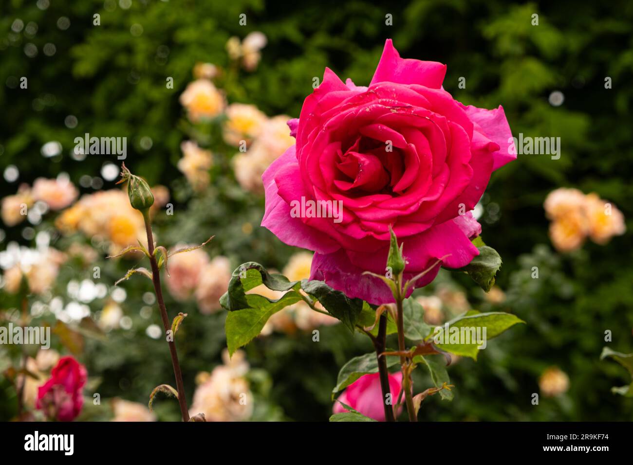 Pink hybrid tea rose in the garden, space for text Stock Photo - Alamy