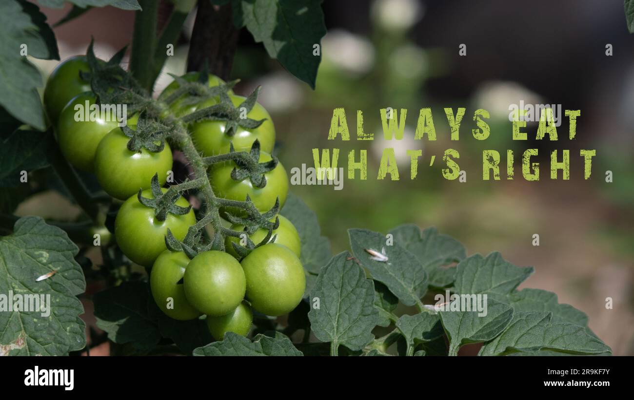 Always eat breakfast hi-res stock photography and images - Alamy