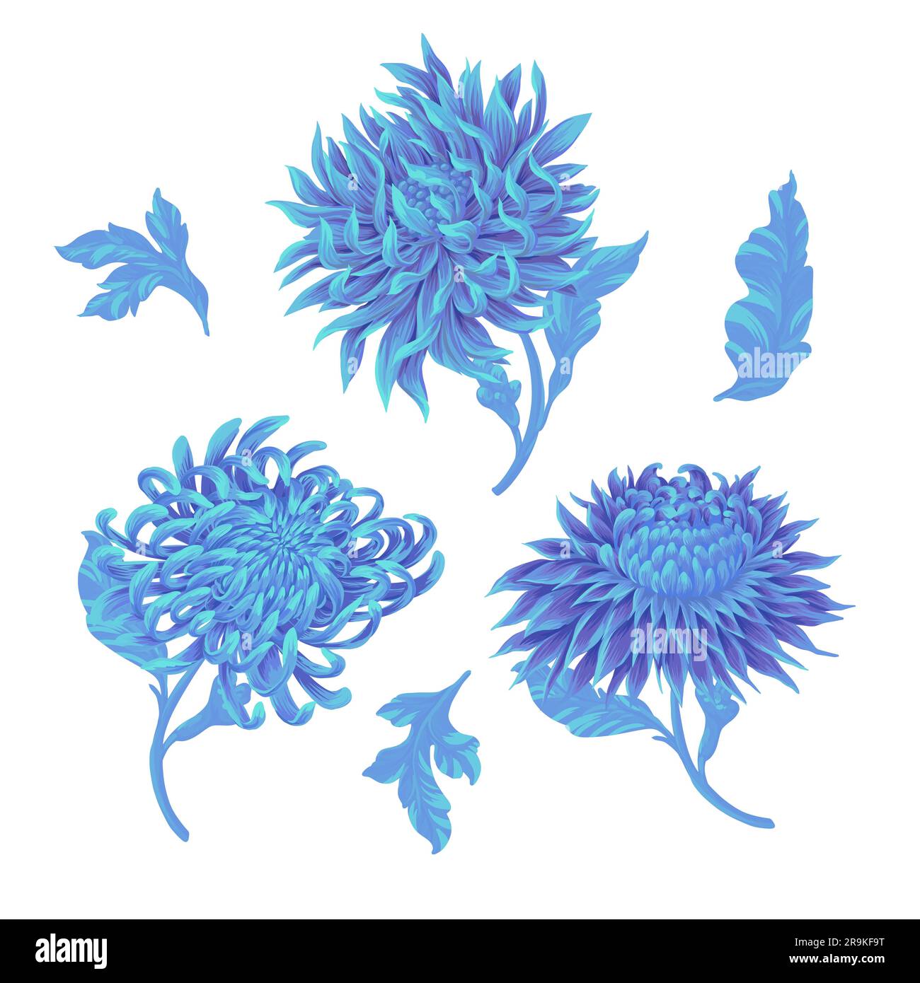 Chrysanthemum and leaves isolated. Vector Stock Vector Image & Art - Alamy