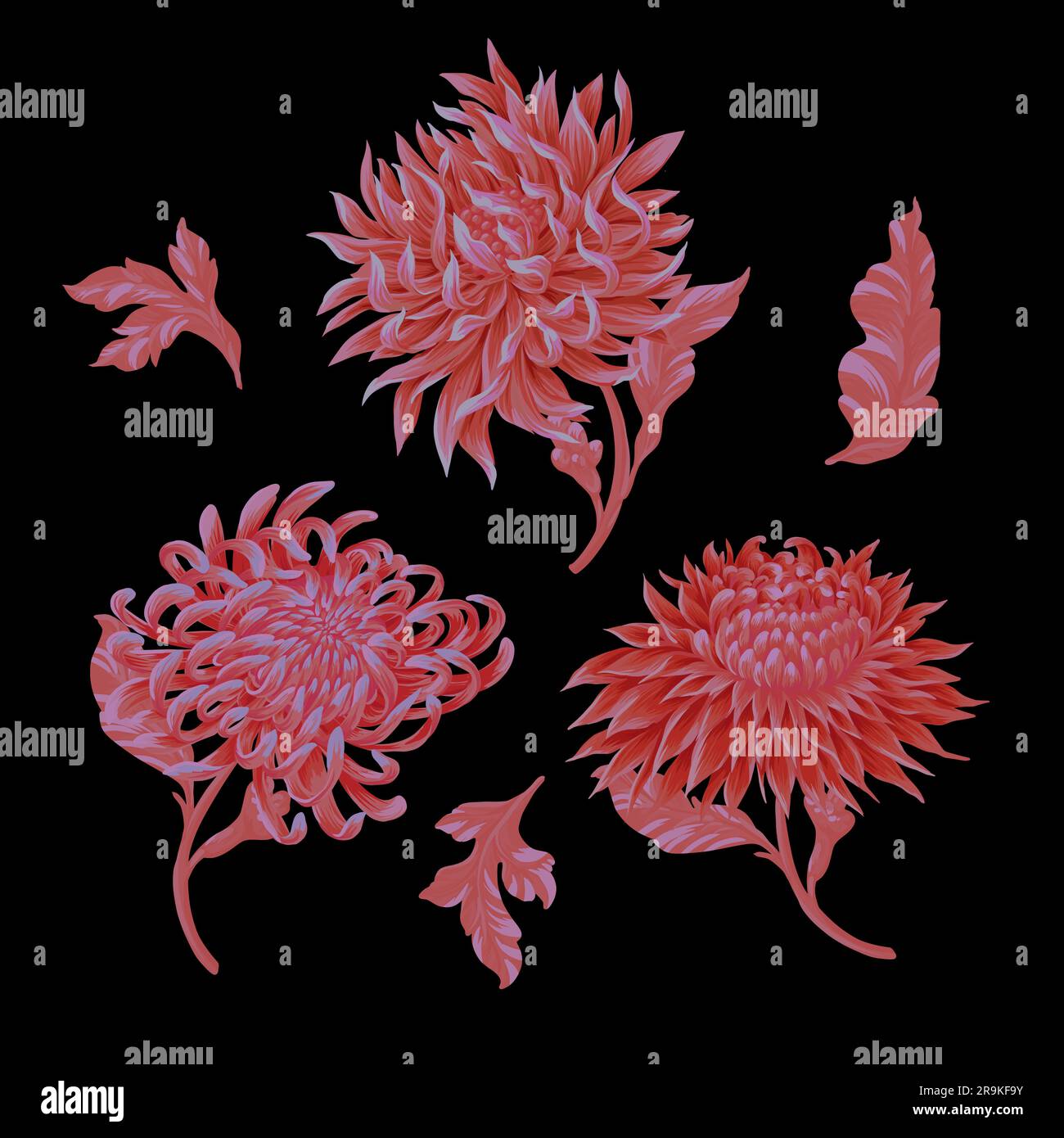 Chrysanthemum and leaves isolated. Vector Stock Vector Image & Art - Alamy