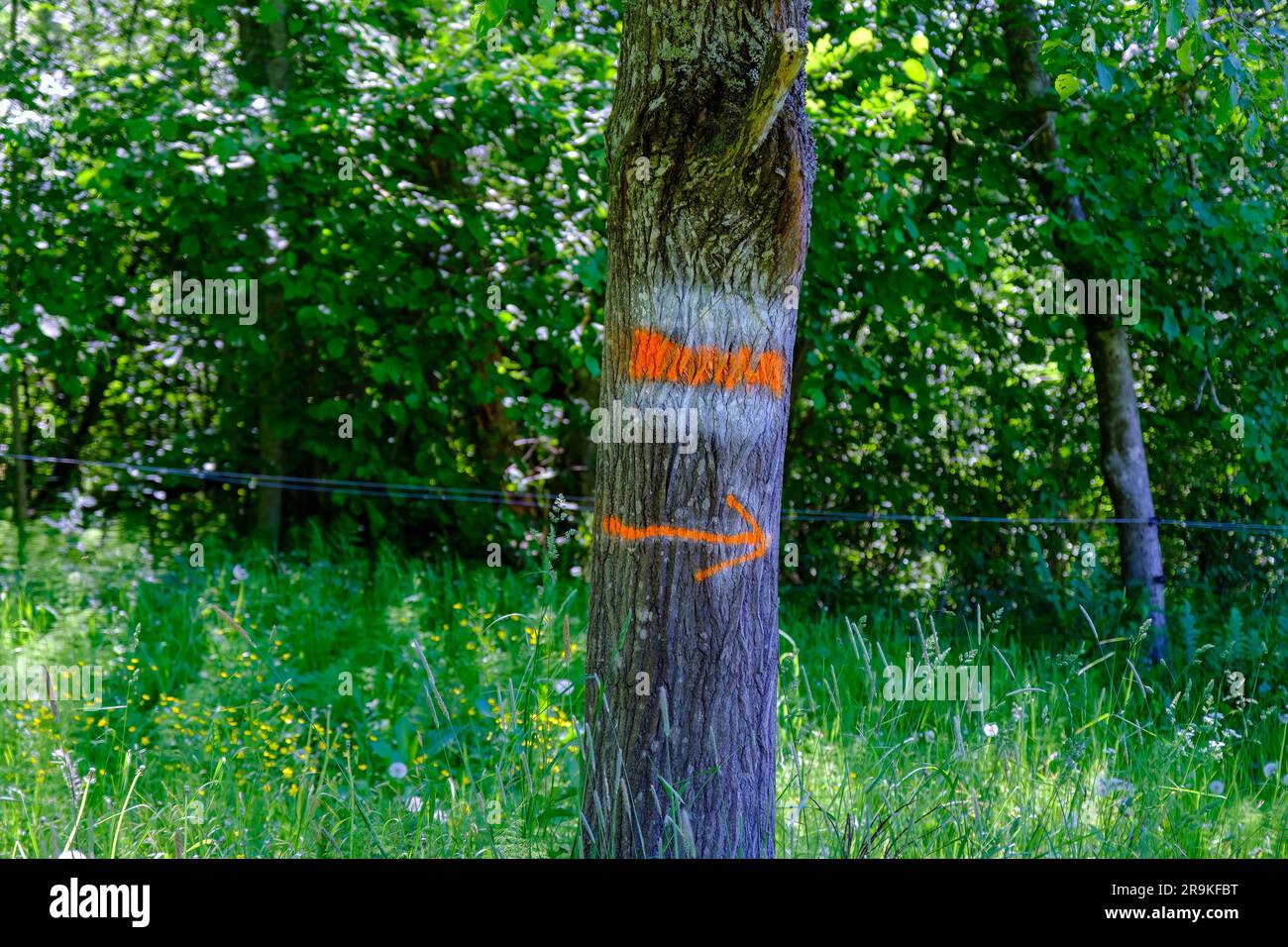 red tourist trail mark on a tree. Direction indication with a red arrow ...