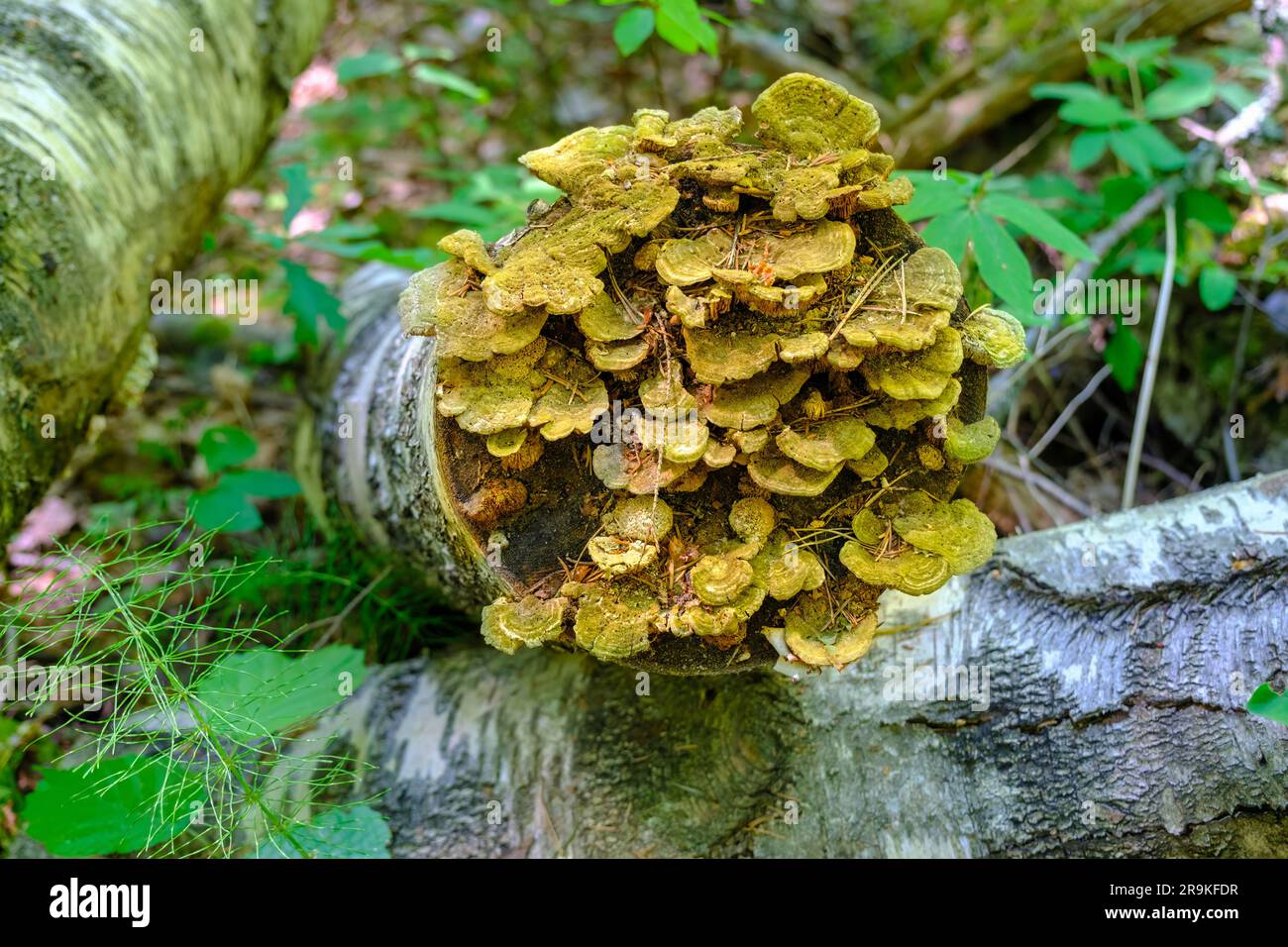 Parasitic fungi on tree trunk. They have grown together on a tree at ...