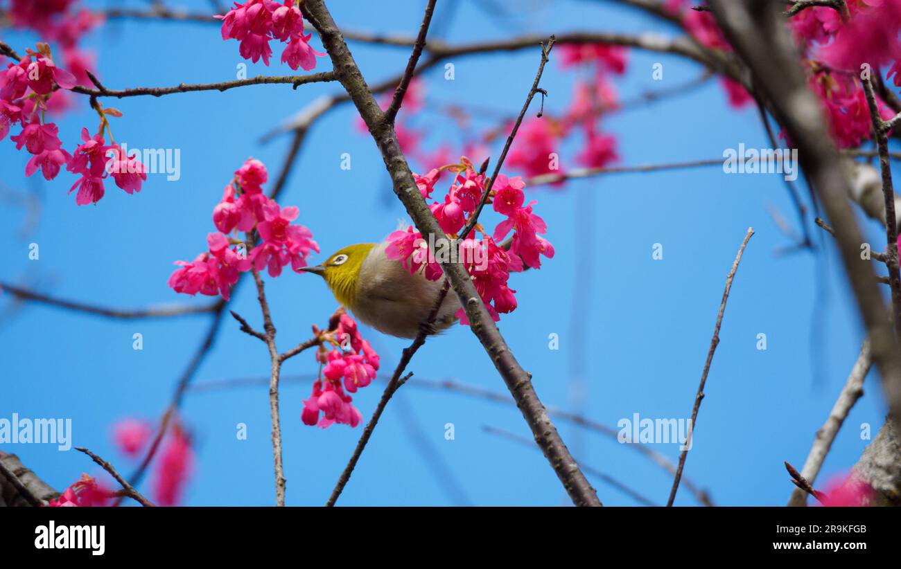 A yellow bird perched atop a beautiful flowering cherry blossom tree in ...
