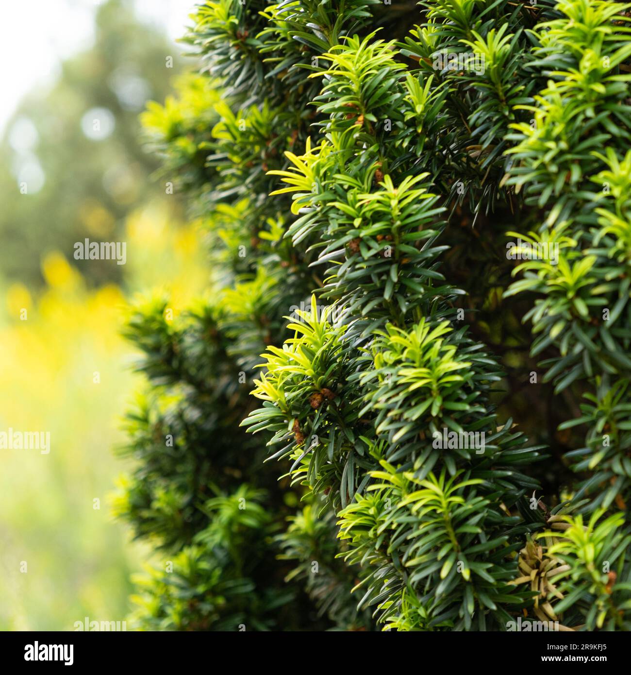 Branches of yew berry close-up. Family Yew, order Pine Stock Photo - Alamy