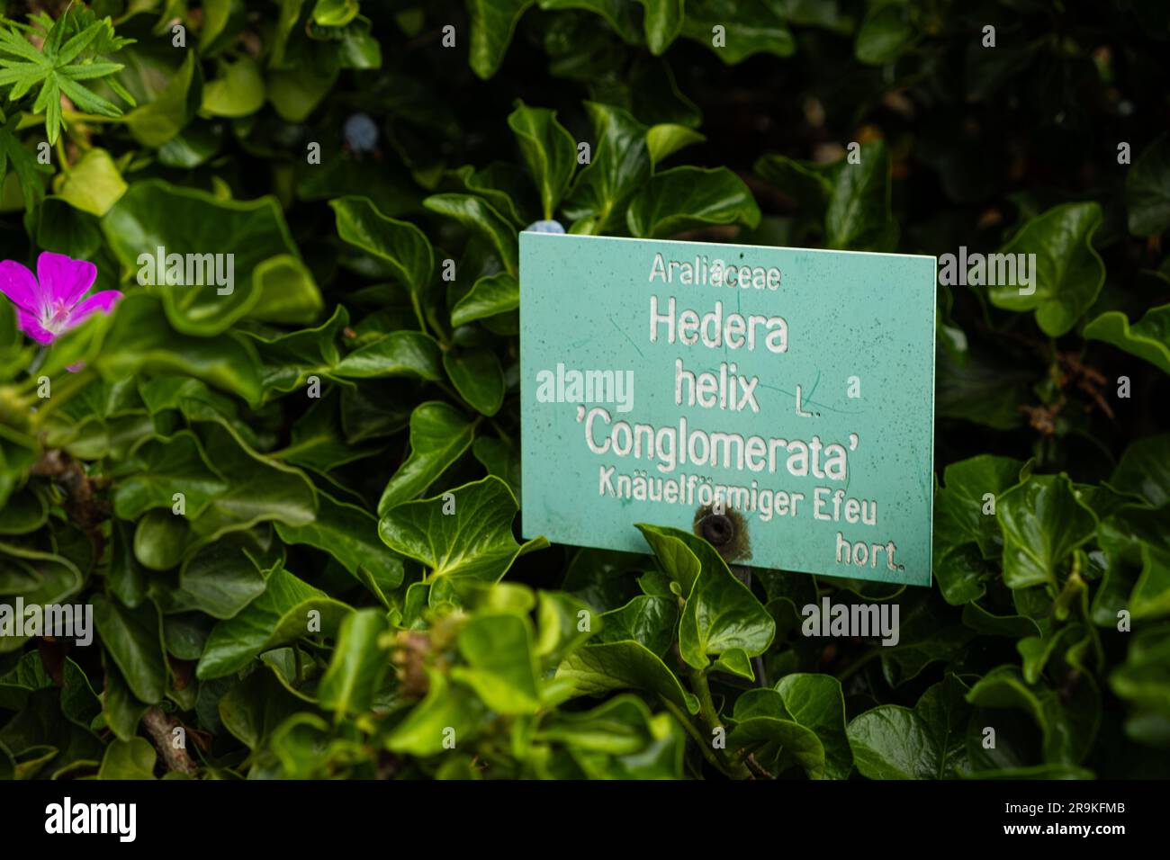 Common ivy in a botanical garden, text on plate hedera helix ...