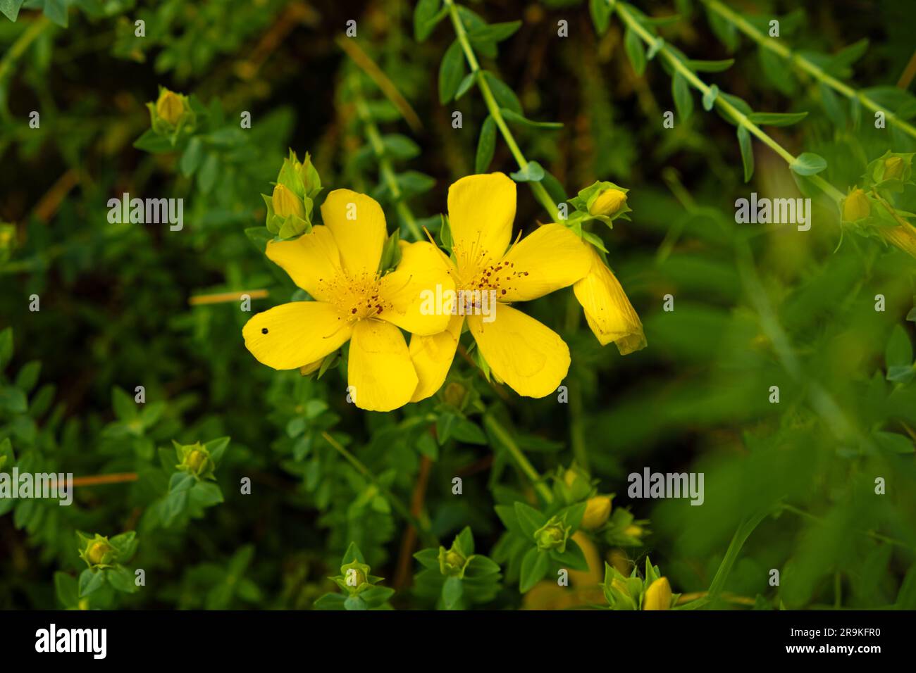 Yellow flowers of St. John's wort hypericum polyphyllum close-up Stock ...
