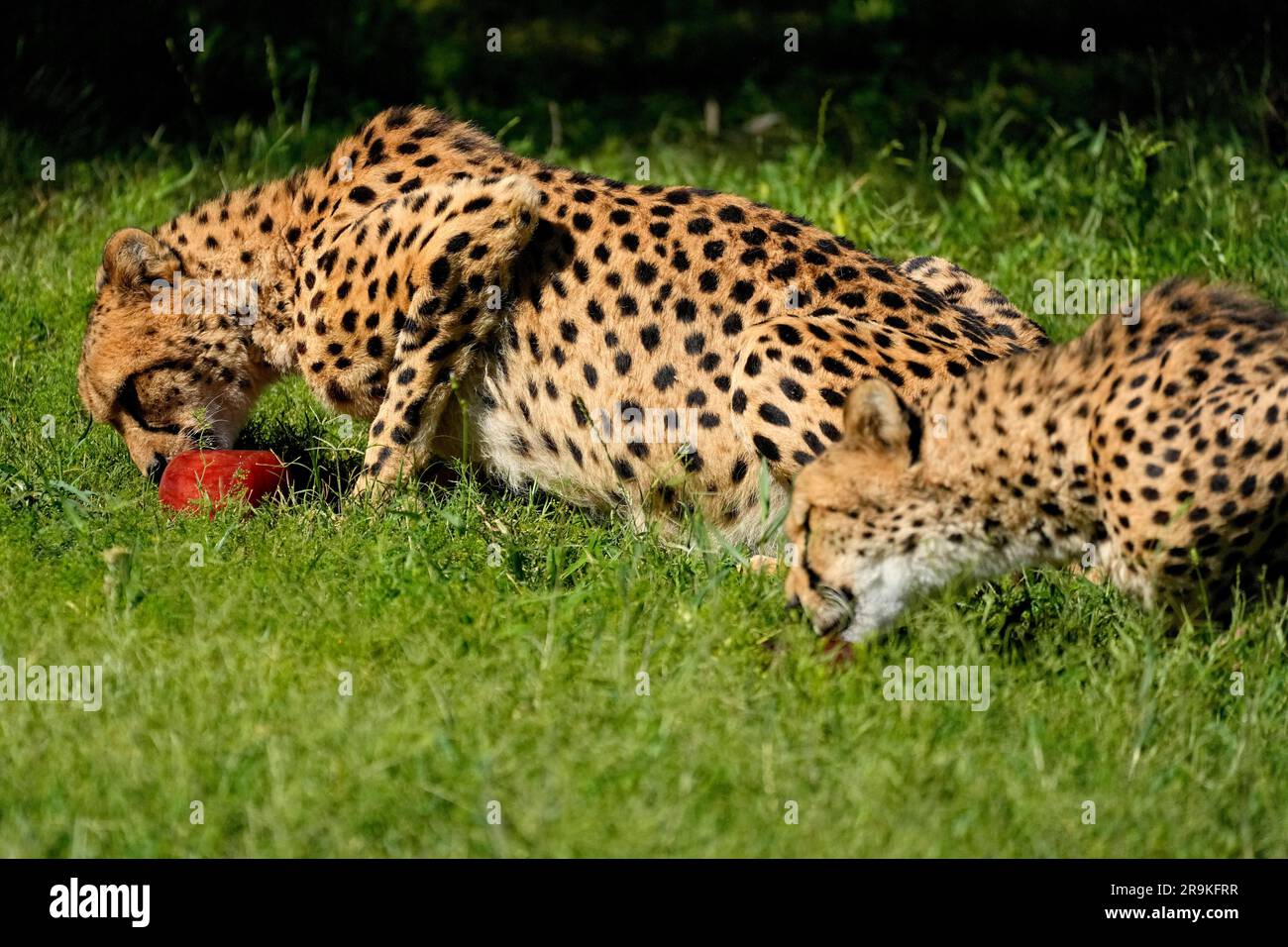 Cool Cheetahs