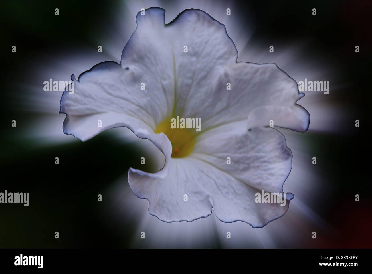 Developed flower bud hi-res stock photography and images - Alamy