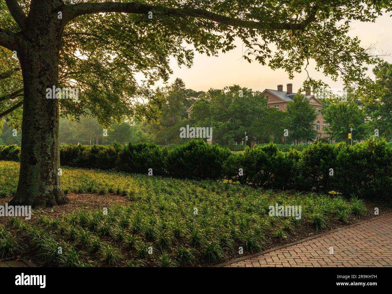 Backlit trees by the sunken garden at William and Mary college in ...