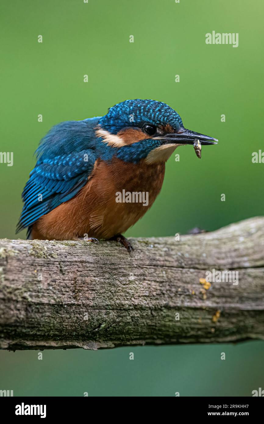 Kingfisher on branch with fish in beak Stock Photo - Alamy