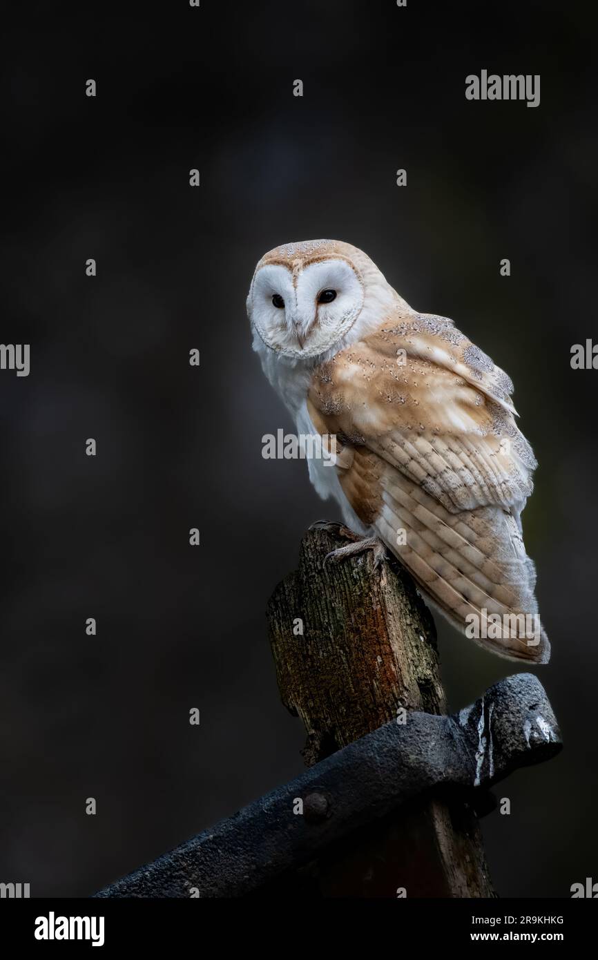 Wild barn owl hi-res stock photography and images - Alamy