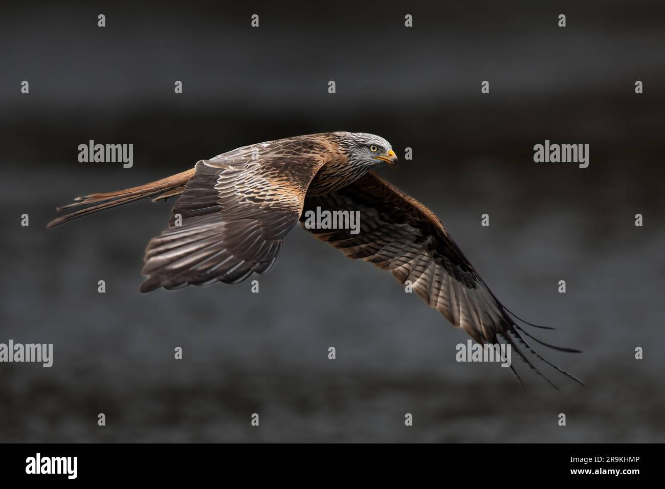 Majestic Red Kite in flight above a lake in Wales Stock Photo - Alamy