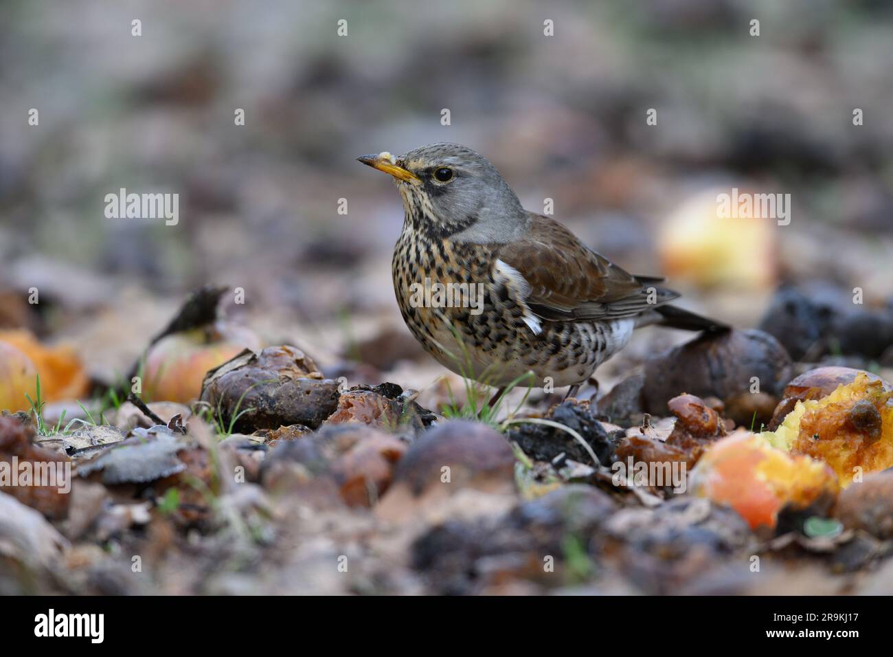 Foraging for food hi-res stock photography and images - Alamy