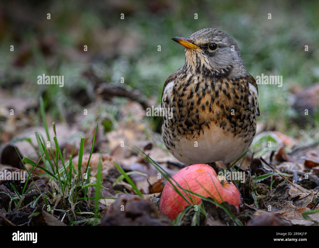 Fieldfare foraging for food in an orchard Stock Photo - Alamy