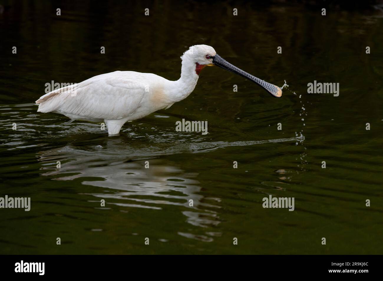Spoonbill shrimp fishing Stock Photo - Alamy