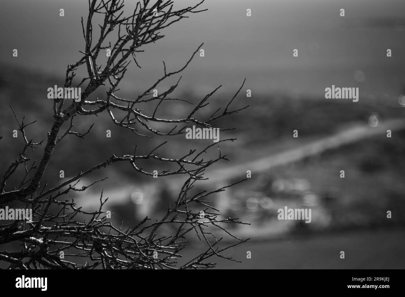 A black and white photograph of barren tree branches against a stark ...