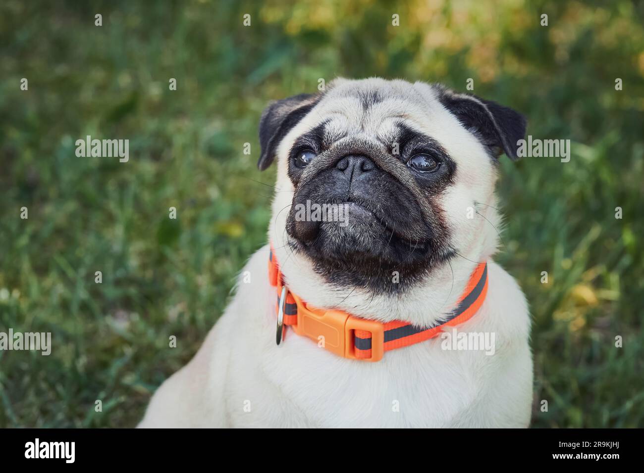 Cute pug dog portrait on green grass background Stock Photo - Alamy