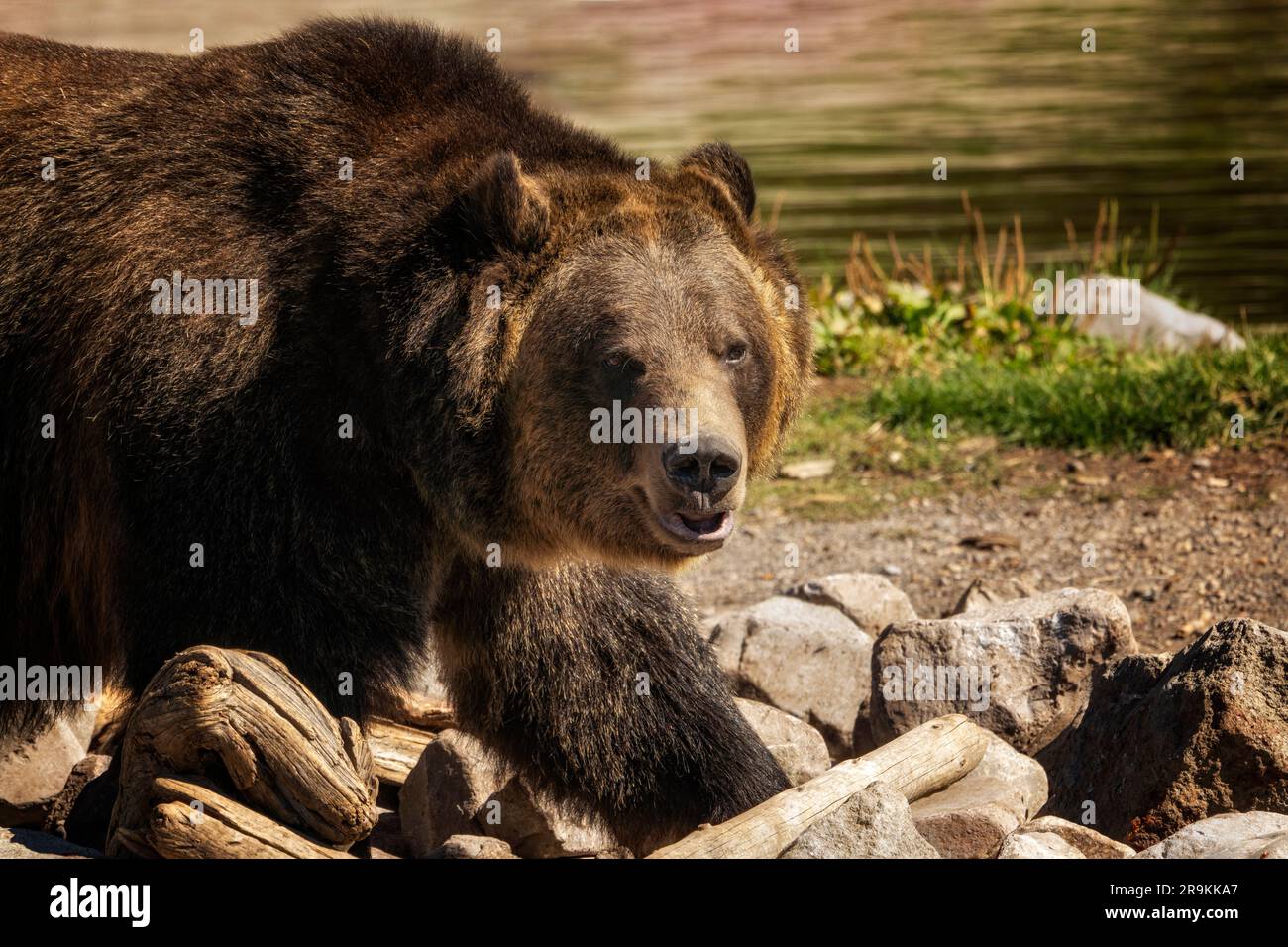 Bear And Wolf Discovery Center