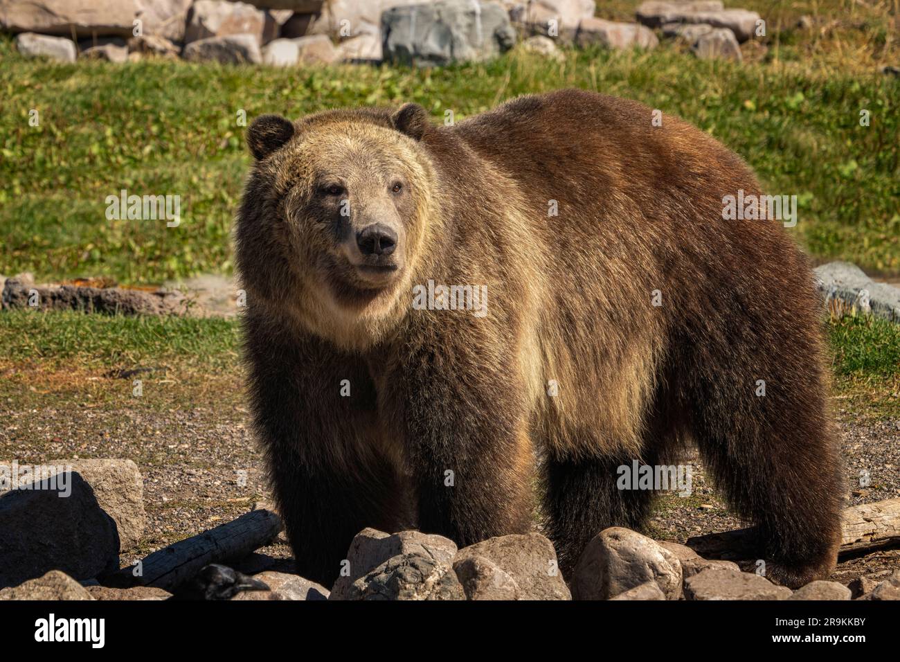 Bear And Wolf Discovery Center