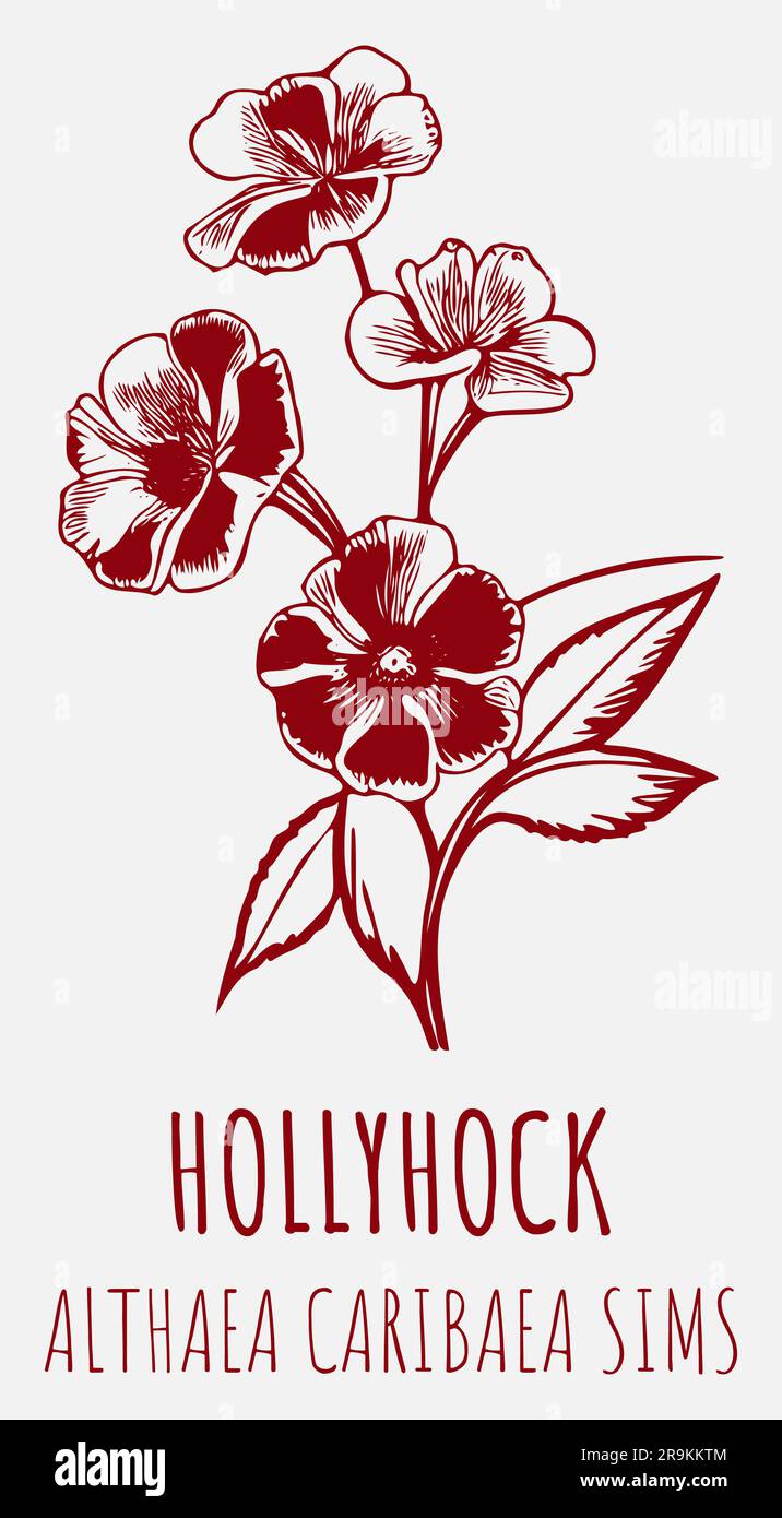 Vector drawings HOLLYHOCK. Hand drawn illustration. Latin name ALTHAEA ...