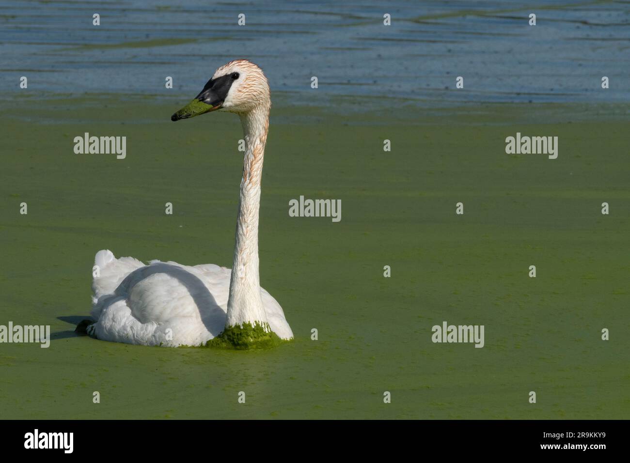 Alaska swans hi-res stock photography and images - Alamy