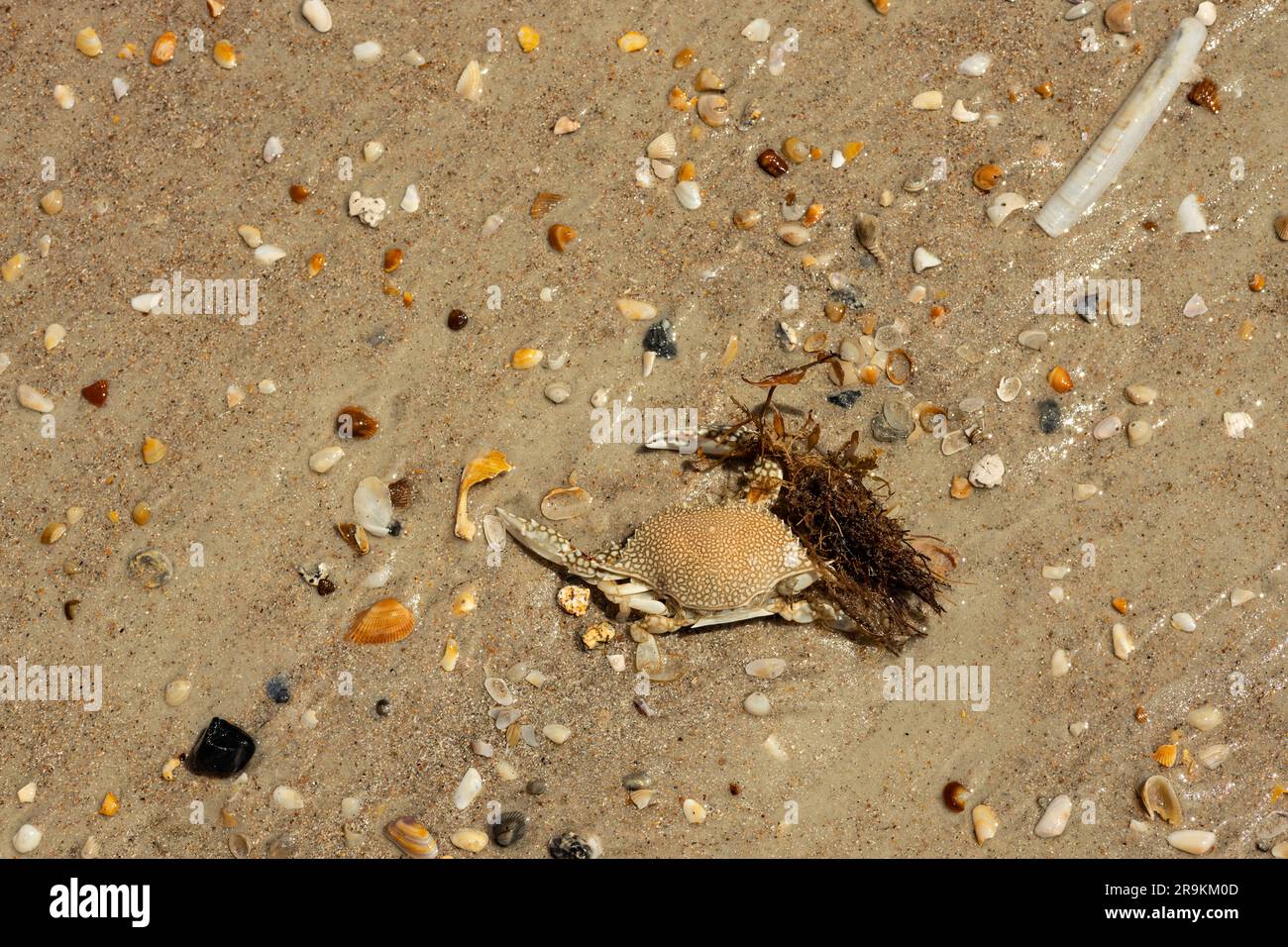 still life at a beach Stock Photo - Alamy