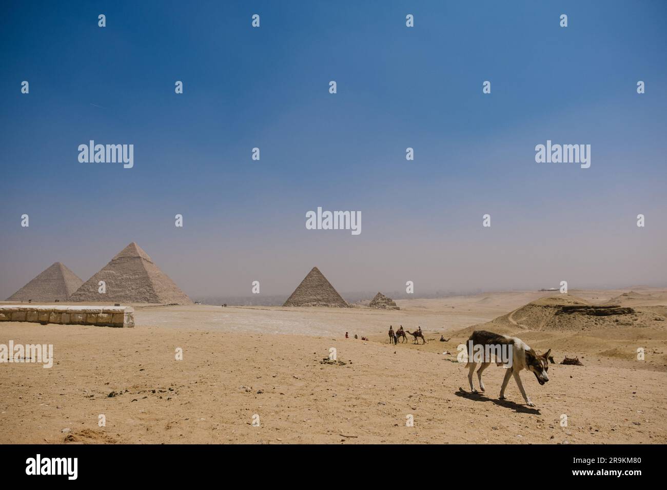 A close-up shot of a brown and white dog standing in front of the ...