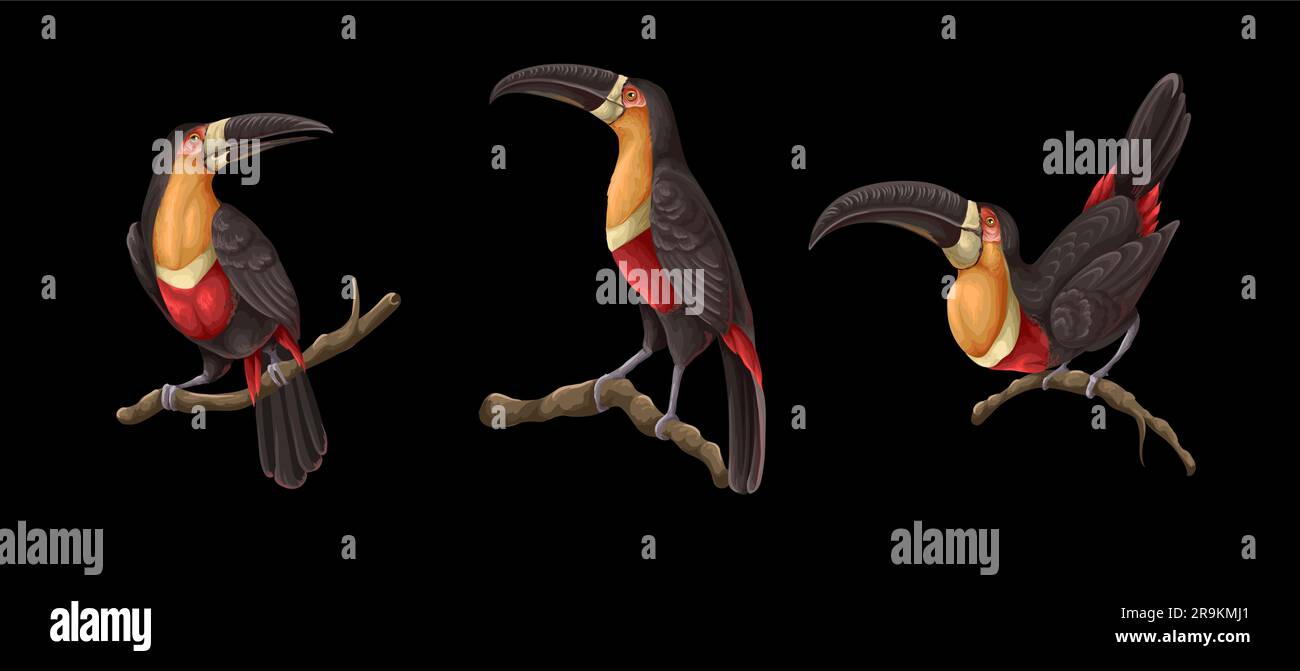 Toucans on the branches isolated. Vector Stock Vector Image & Art - Alamy