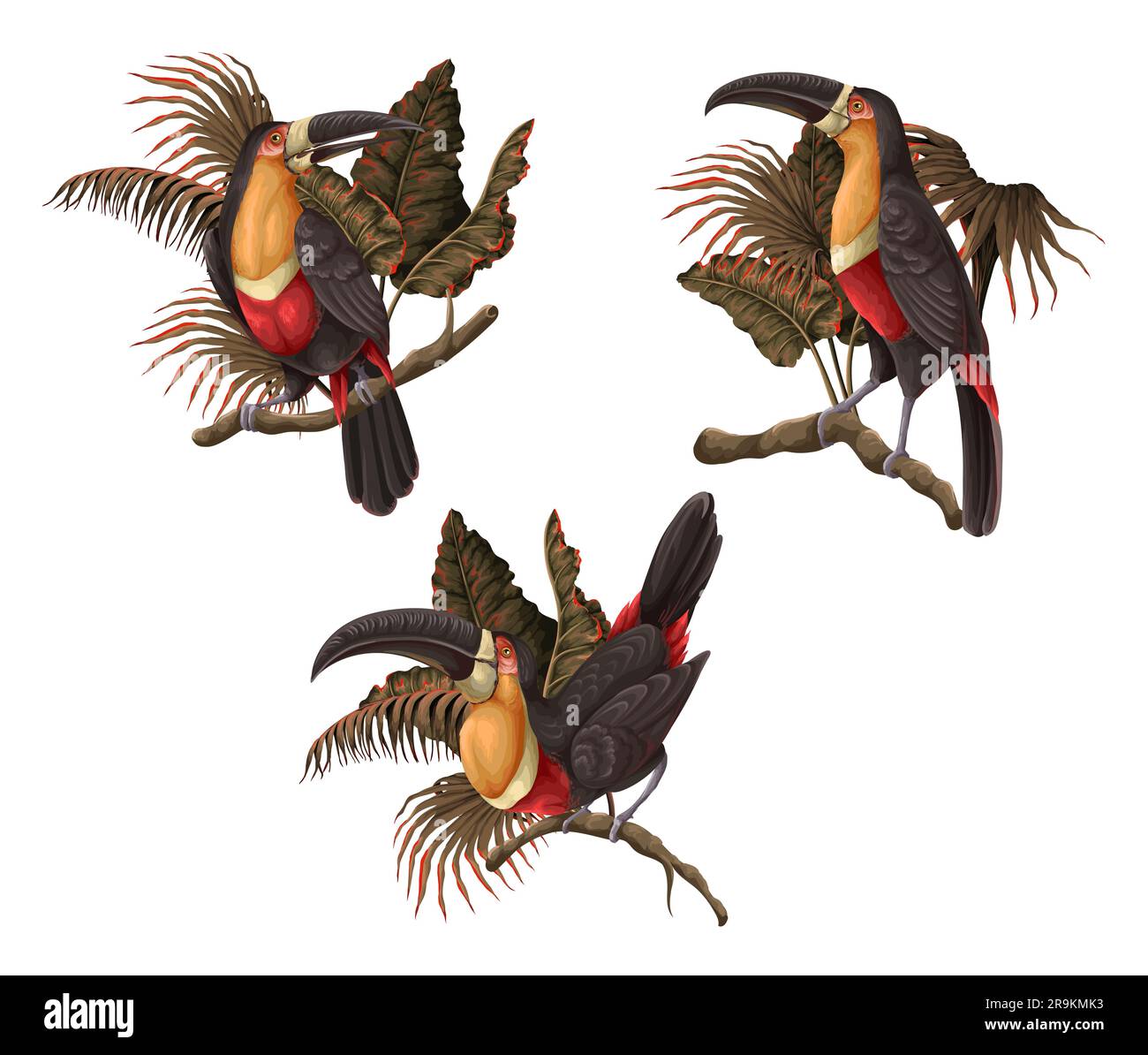 Toucans on the branches isolated. Vector Stock Vector Image & Art - Alamy