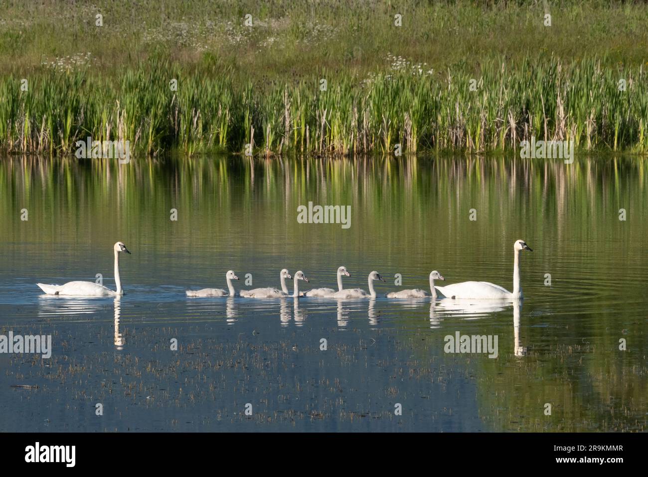 Trumpeter Swans, Alaska Stock Photo - Alamy